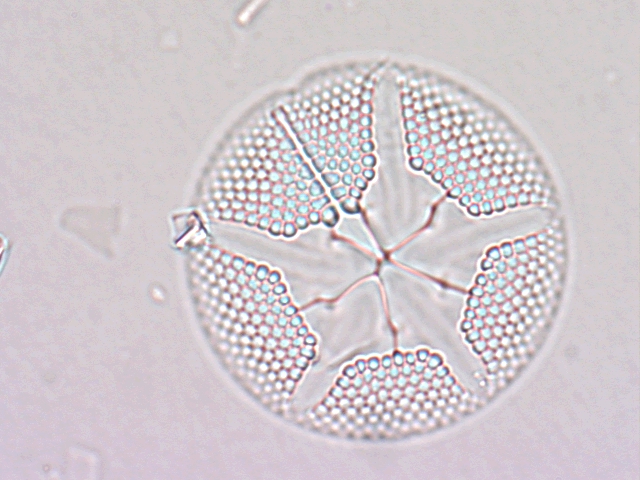 Taphonomy and Preservation